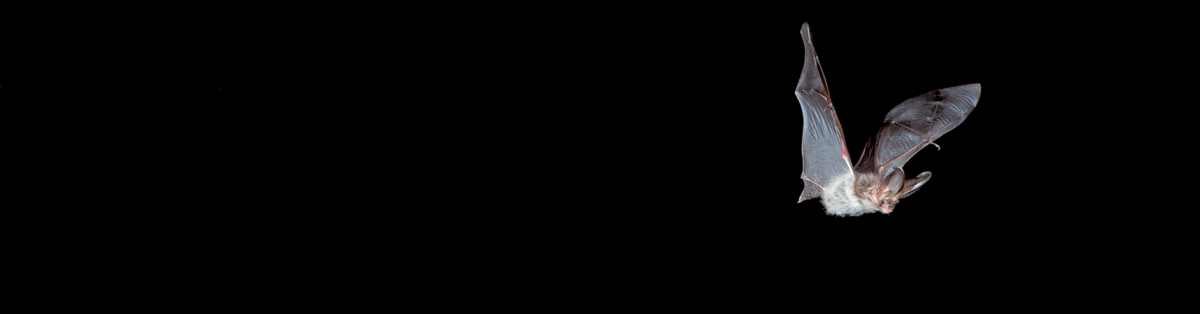 London Bat Group | A Bat Conservation Trust Partner Group