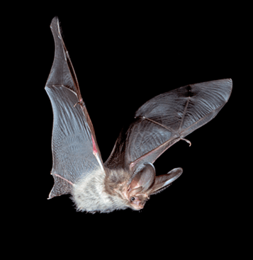 Bats of London | London Bat Group