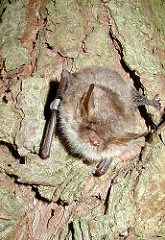 Bats of London | London Bat Group