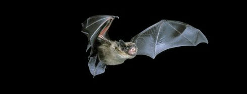 Bats of London | London Bat Group