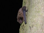Bats of London | London Bat Group