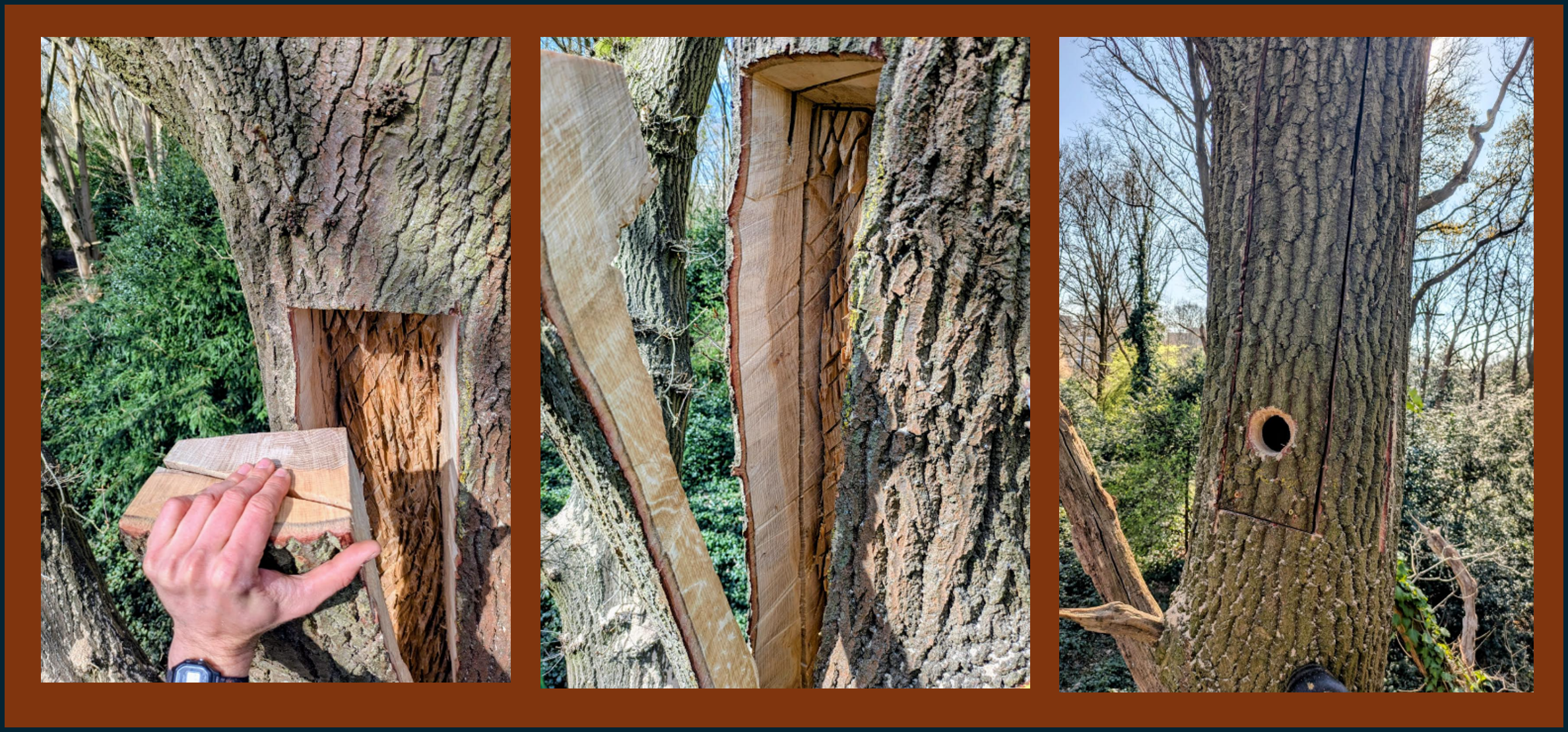 Chainsaw carved habitat creation | London Bat Group